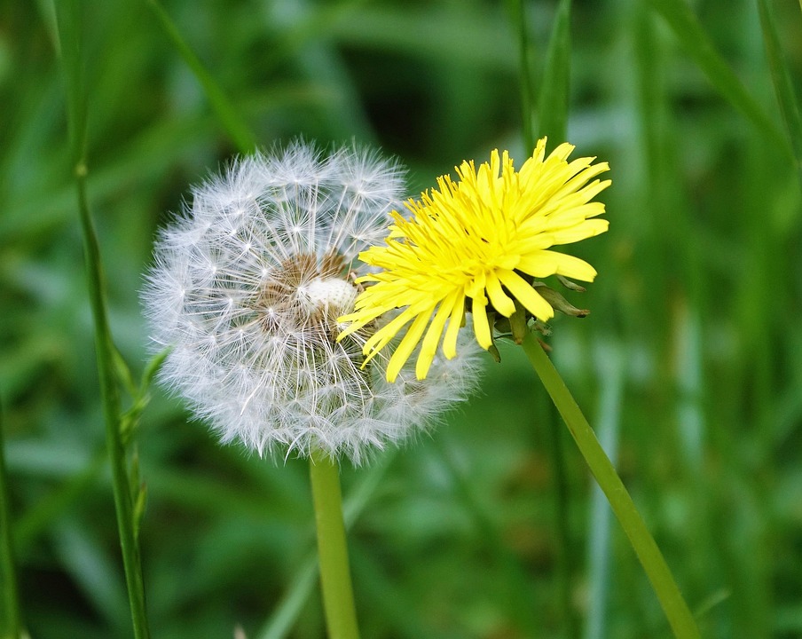 Dandelion Yellow Plant - Free photo on Pixabay - Pixabay