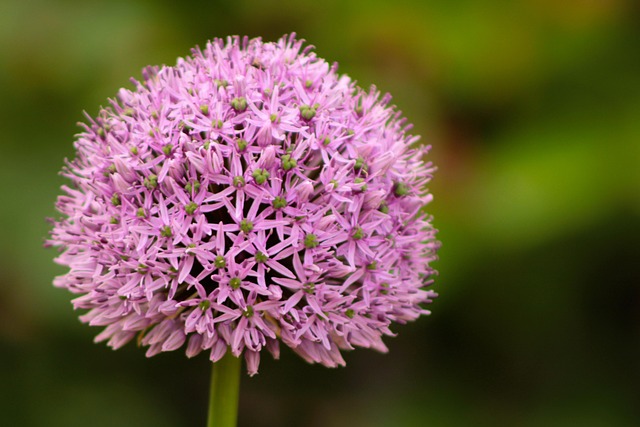 Ornamental Onion Allium Stratos - Fotografie zdarma na Pixabay
