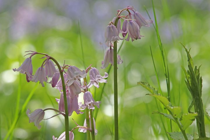 100+ Gambar Bunga Bluebell & Bunga Gratis - Pixabay