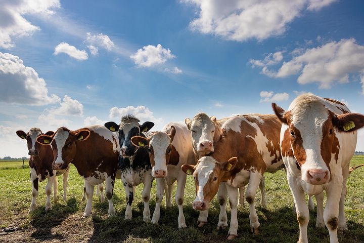 300+ kostenlose Ochsen und Kuh-Bilder - Pixabay