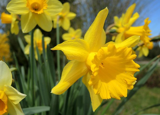 Narcisse Images - Téléchargez des images gratuites - Pixabay