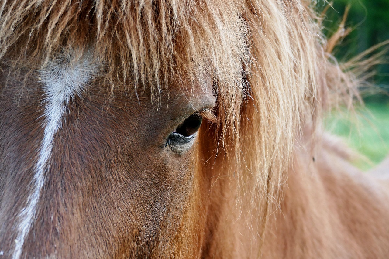Horse Haflinger Animal - Free photo on Pixabay - Pixabay