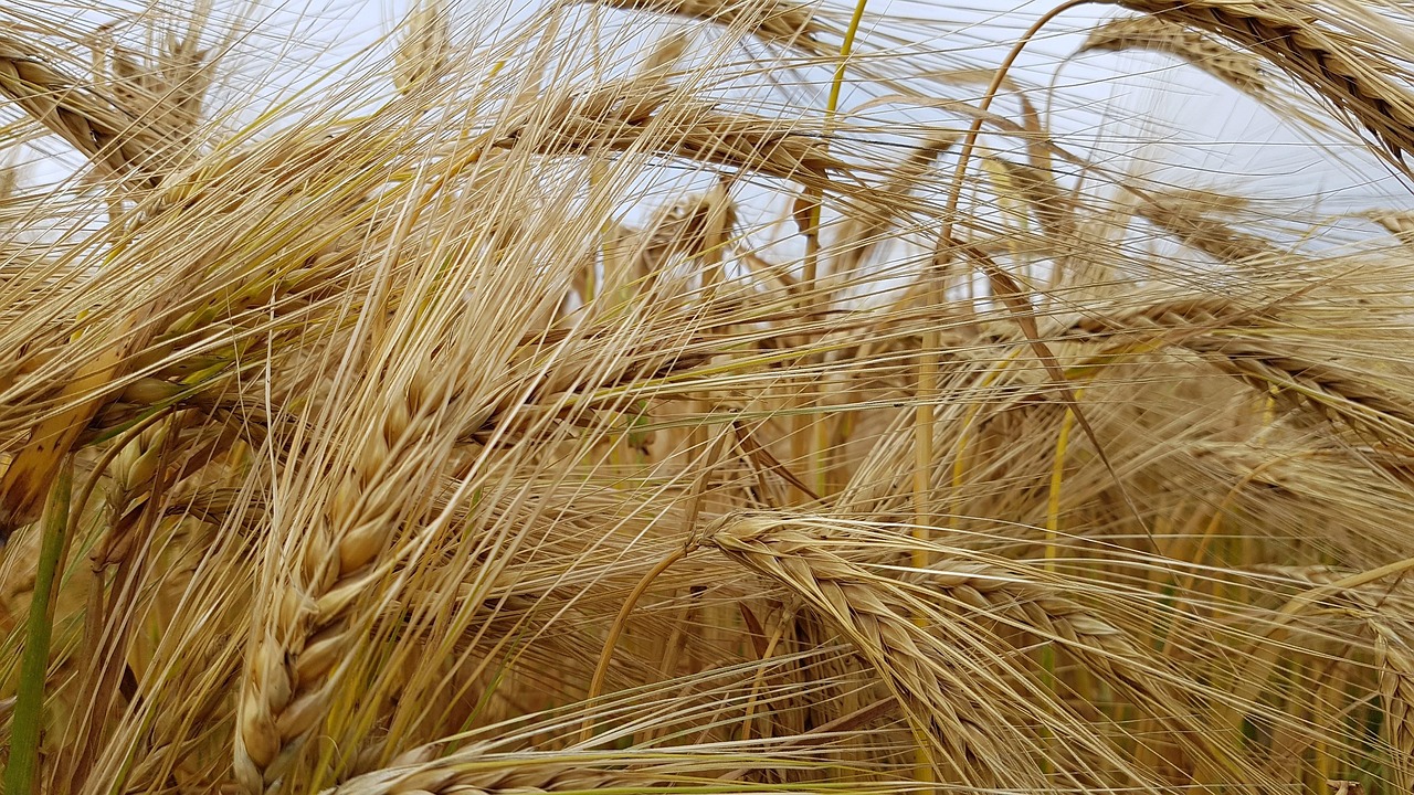 Nature Grain Field - Free photo on Pixabay - Pixabay