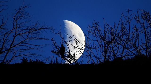 Nuit Nature Lune - Image gratuite sur Pixabay