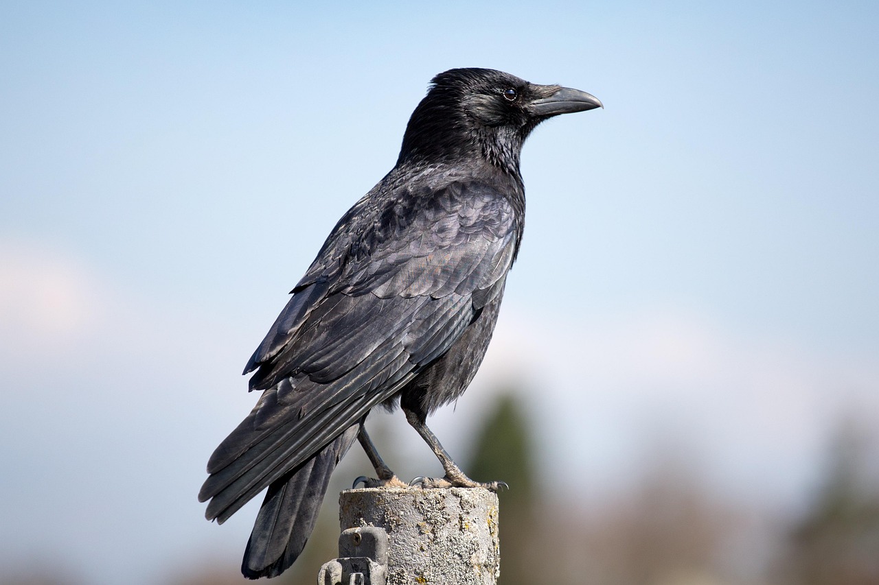 2 000 Free Crow Nature Photos Pixabay 2 000 Free Crow Nature Photos Pixabay