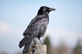 Rook Corvus Frugilegus Bird - Free photo on Pixabay