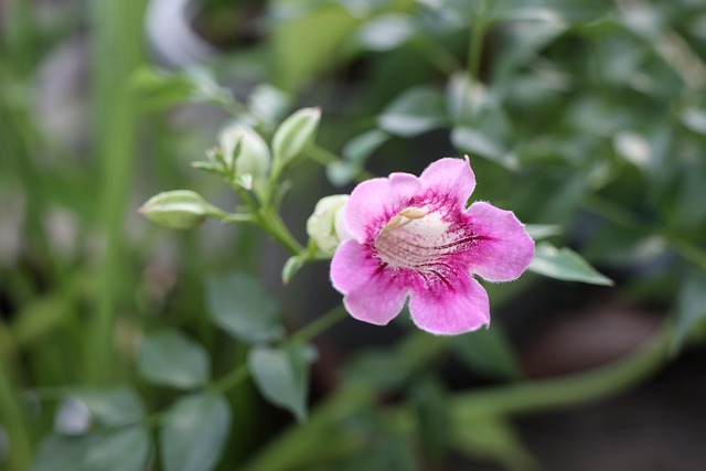 Rosa Bell Verde Exterior - Foto gratis en Pixabay - Pixabay