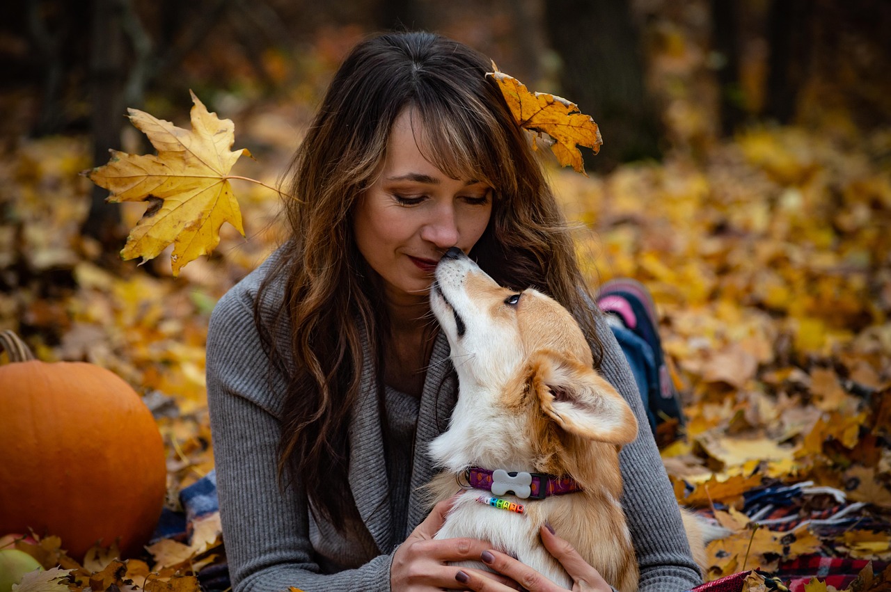Welsh Corgi Pembroke Dog - Free photo on Pixabay - Pixabay