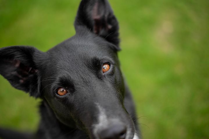 100+ Free Doggy Style & Dog Images - Pixabay