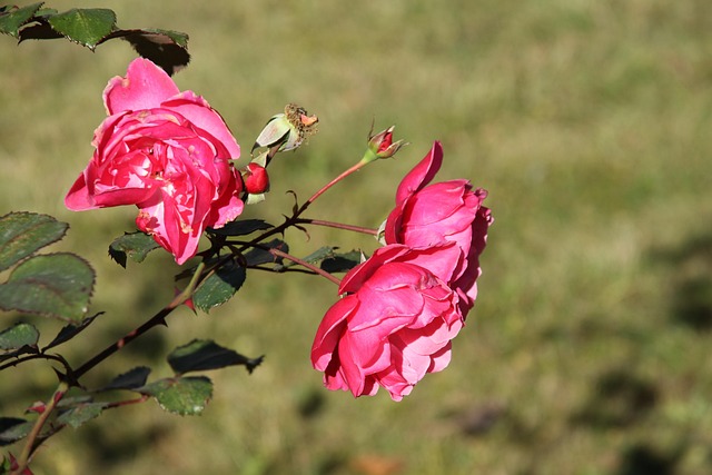 Rose Mawar Bunga - Foto gratis di Pixabay - Pixabay