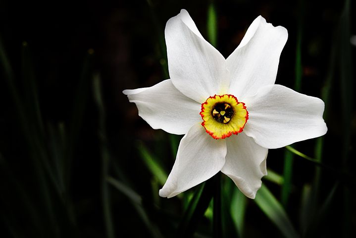Narcisse Images - Téléchargez des images gratuites - Pixabay