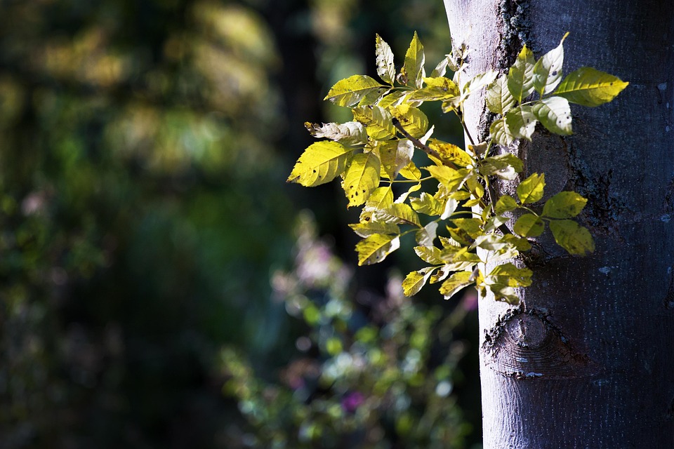 Tree Branch Drove - Free photo on Pixabay - Pixabay