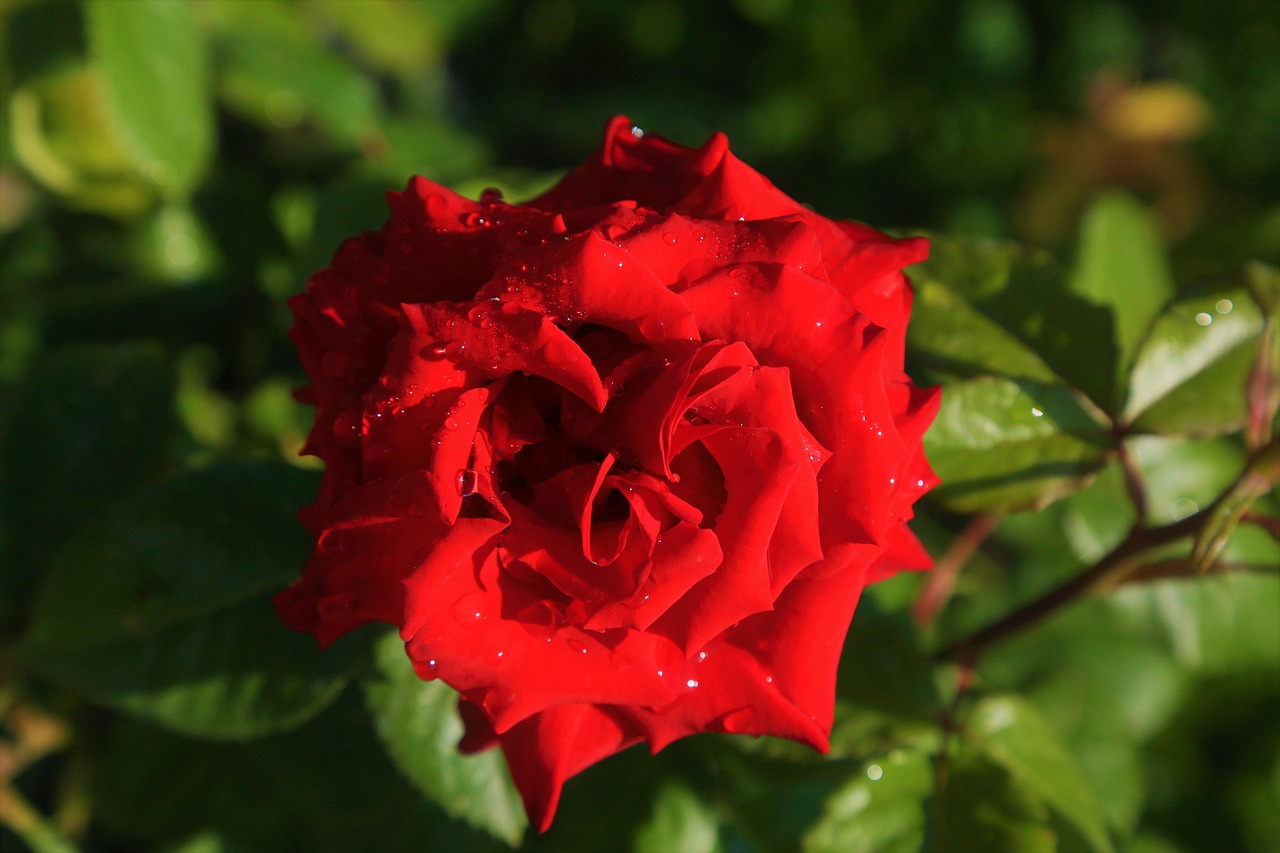 Rose Red Spring - Free photo on Pixabay - Pixabay