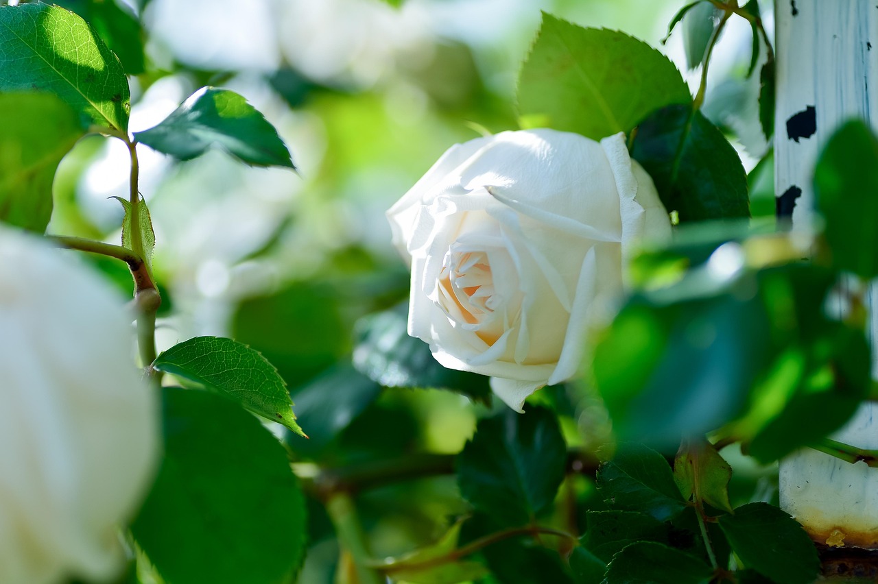 400+ Free 薔薇 白 & Rose Images - Pixabay