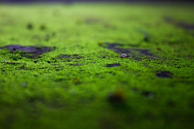 Mousses Mousse Vert - Photo gratuite sur Pixabay - Pixabay
