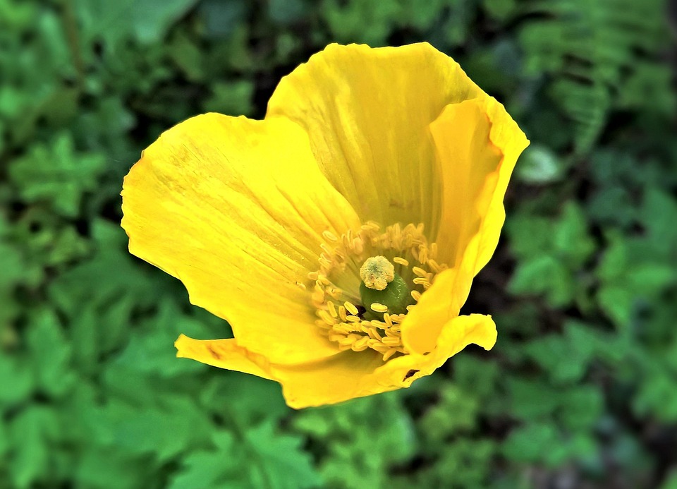 Flower Poppy Wildflower Pointed - Free photo on Pixabay - Pixabay
