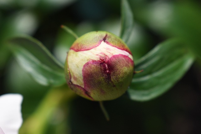 Peut Fleurir Bourgeon - Photo gratuite sur Pixabay - Pixabay