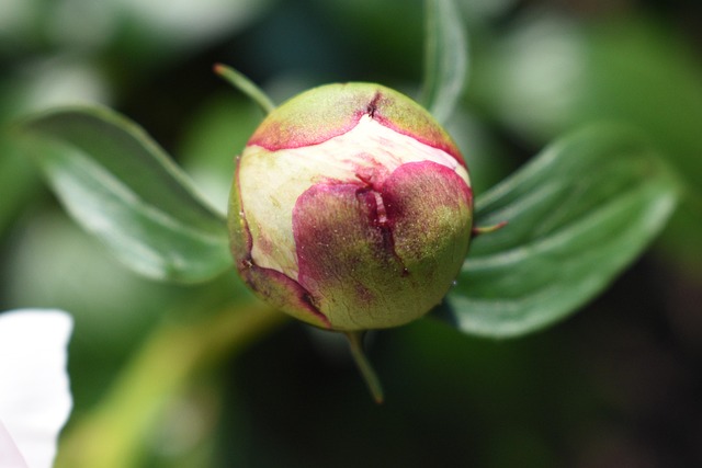 Peut Fleurir Bourgeon - Photo gratuite sur Pixabay - Pixabay