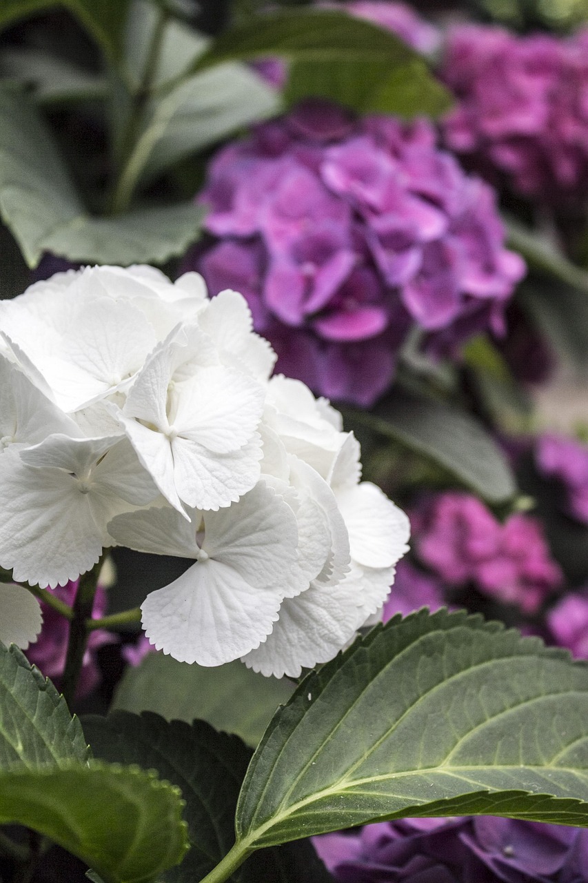 Hortensie Weiß Lila - Kostenloses Foto auf Pixabay - Pixabay