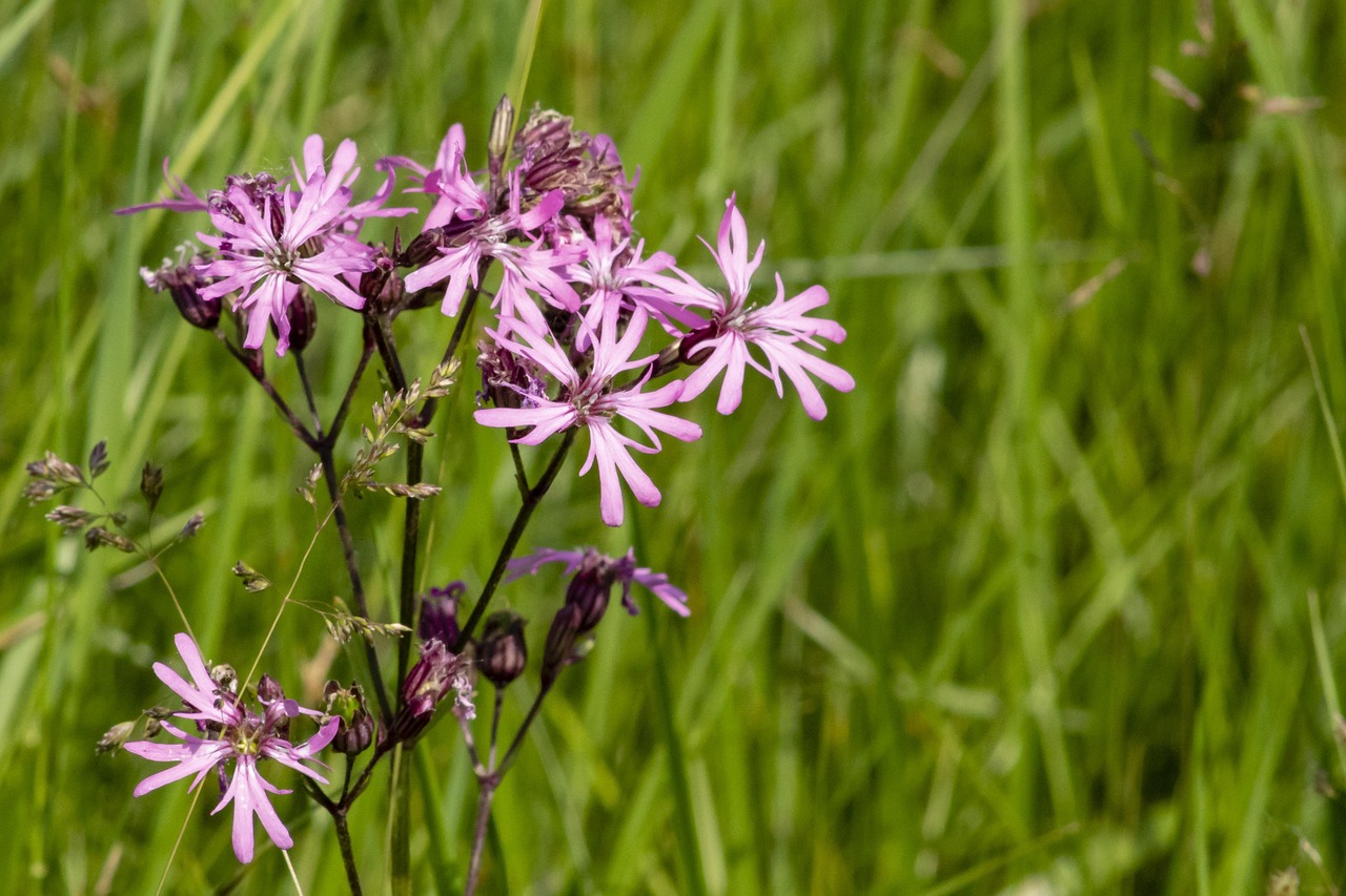 Wildflower Meadow Flower Spring - Free photo on Pixabay - Pixabay