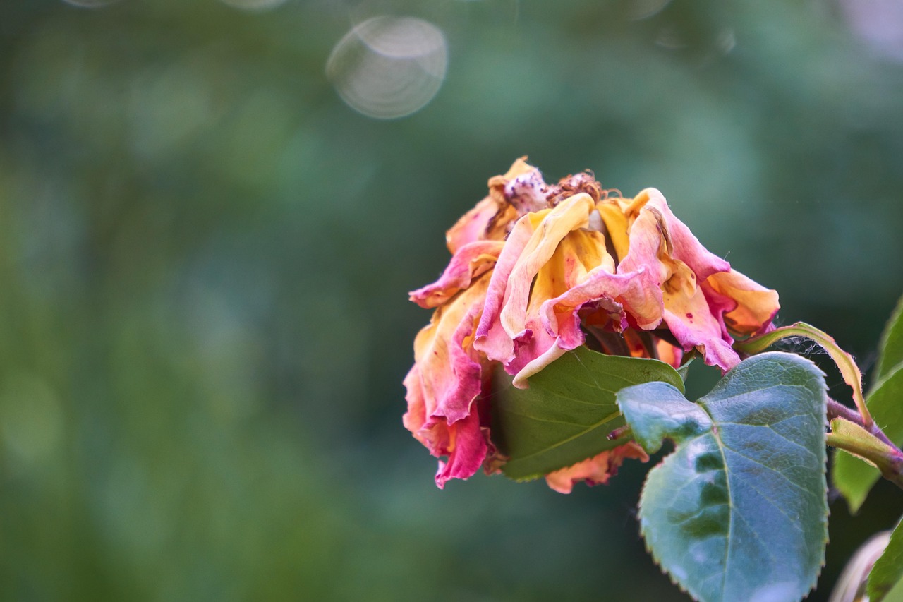 100+ Free Faded Color & Nature Images - Pixabay