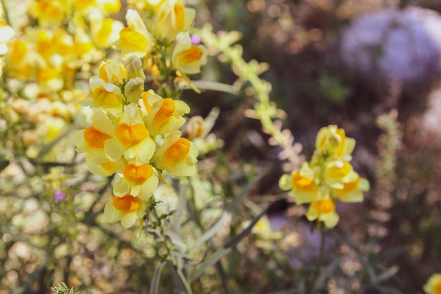 Snapdragon Flor Natureza - Foto gratuita no Pixabay - Pixabay