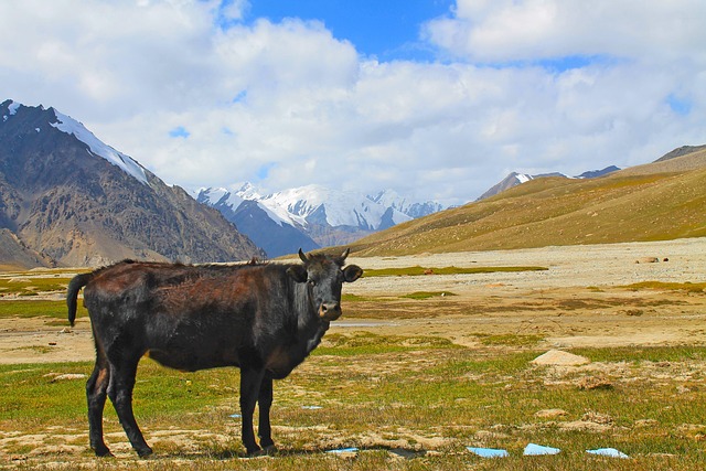 Pakistán Pasar Porcelana - Foto gratis en Pixabay - Pixabay