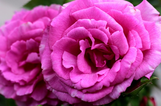 Rosa Zéphirine Drouhin Rose - Photo gratuite sur Pixabay - Pixabay