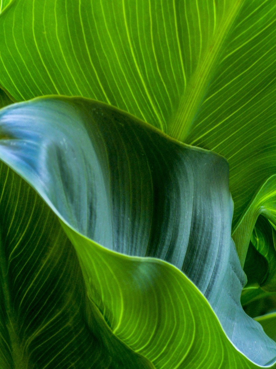 Vert La Nature Paysage - Photo gratuite sur Pixabay - Pixabay