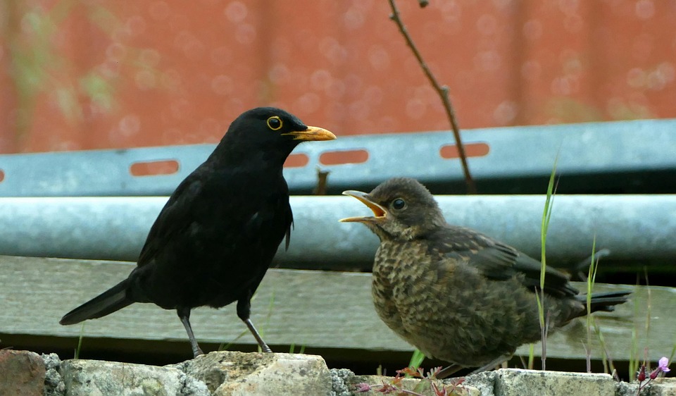 Blackbird Bird Nature - Free photo on Pixabay