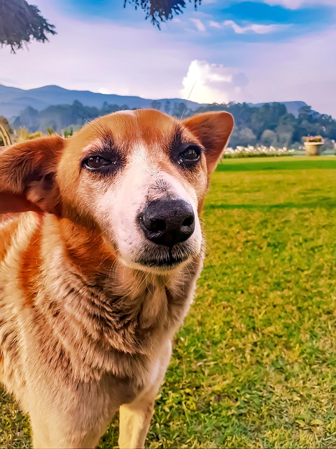 Cachorro Filhote De Bicho - Foto gratuita no Pixabay - Pixabay
