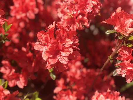 10+ Free Royal Azaleas & Azalea Photos - Pixabay