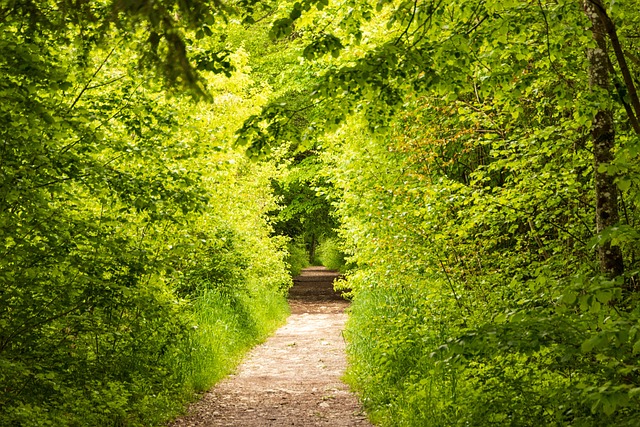Path Nature Light - Free photo on Pixabay - Pixabay