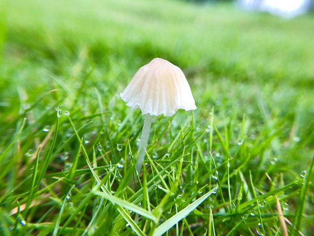 Sopp Frisk Naturlig - Gratis foto på Pixabay - Pixabay