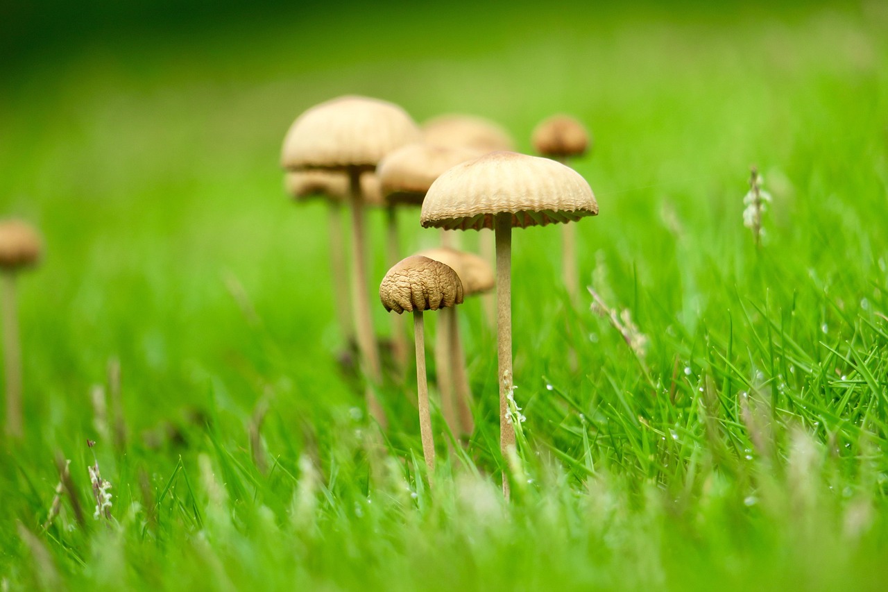 Cogumelo Fresco Natural - Foto gratuita no Pixabay - Pixabay