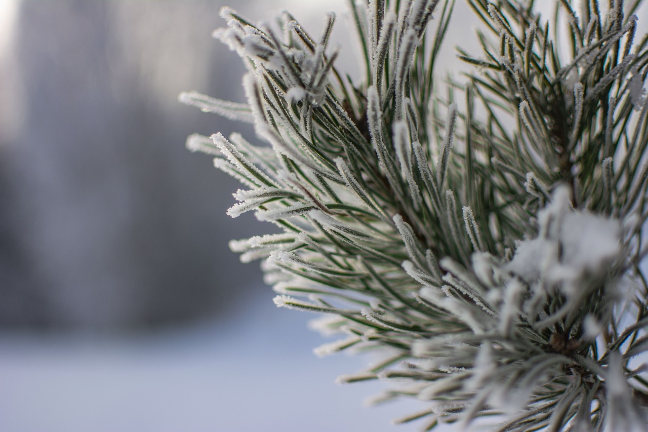 Winter Snow Landscape - Free photo on Pixabay - Pixabay