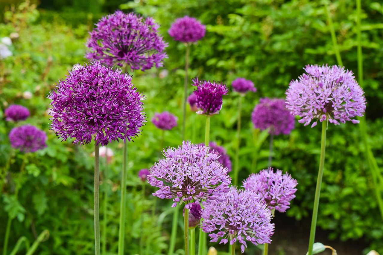 Fleur Oignon Ornemental Plante - Photo gratuite sur Pixabay - Pixabay