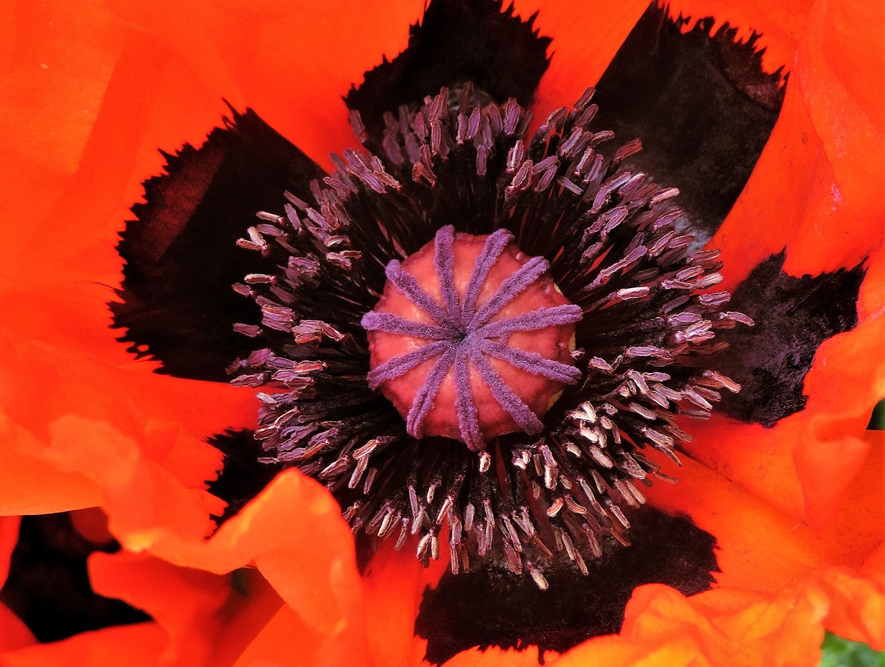Bunga Poppy Opium Tanaman - Foto gratis di Pixabay - Pixabay