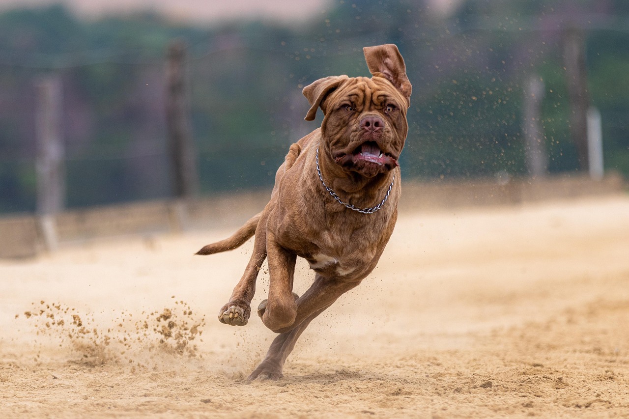 50,000+ Free Mastiff Dog & Dog Images - Pixabay