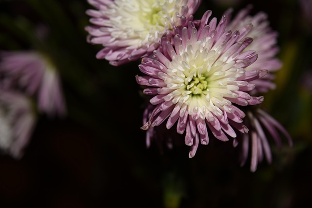 Flower Mums Purple - Free photo on Pixabay - Pixabay