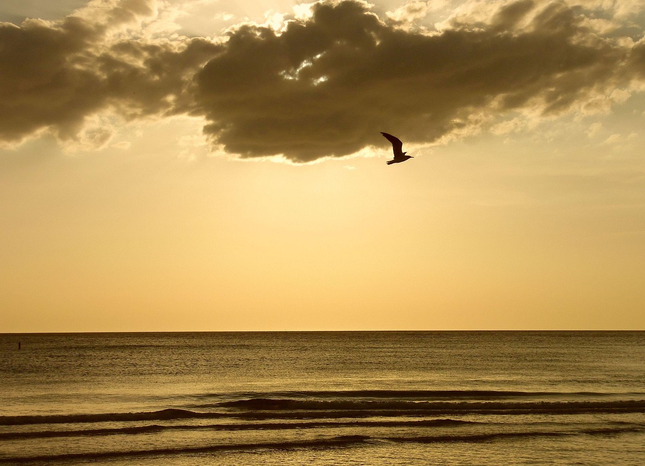 Solo Flight By A Seagull At Sunset - Free photo on Pixabay