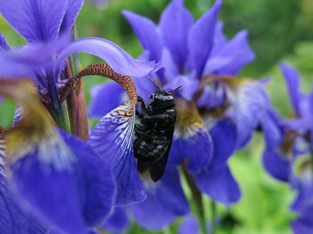 Carpenter Bee Food Swamp Lily - Free photo on Pixabay