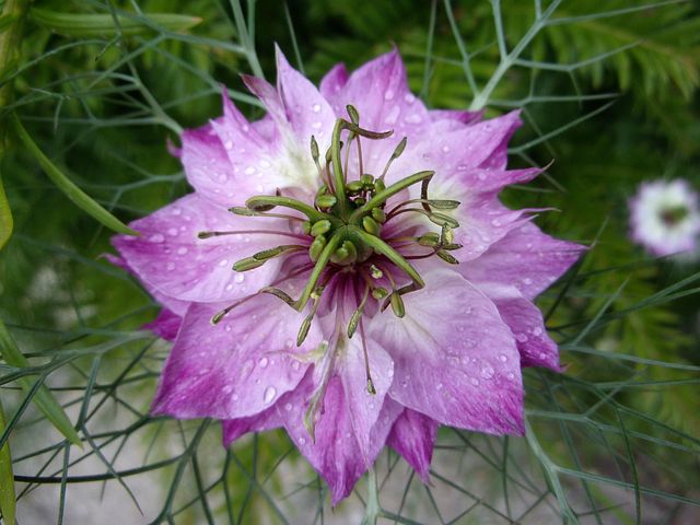 100+ Free Nigella & Flower Images - Pixabay