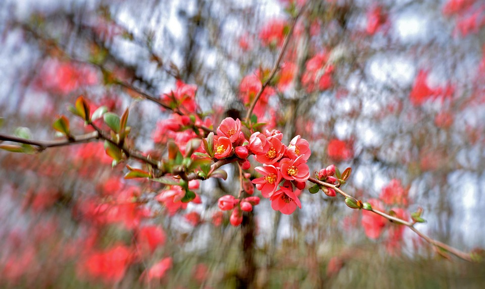 Blossom Bunga Apel Pink - Foto gratis di Pixabay - Pixabay