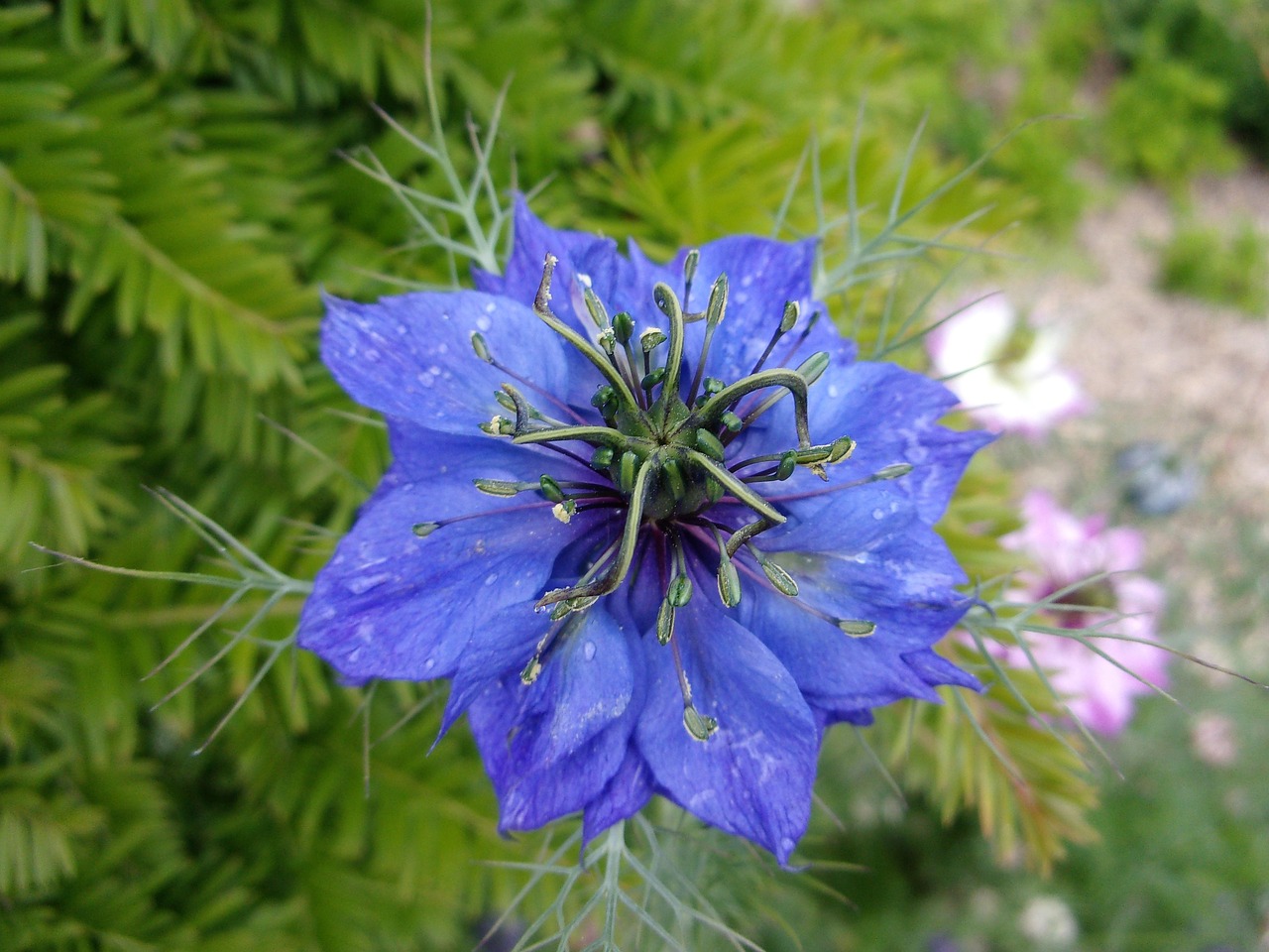 Damask Nigella Flower Summer - Free photo on Pixabay - Pixabay