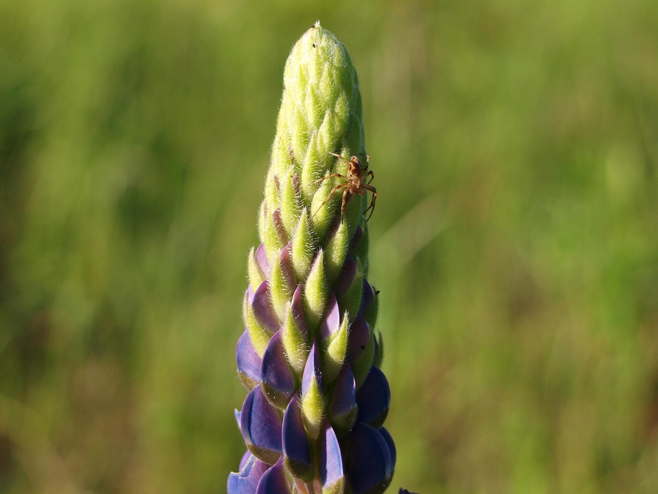 Fleur Lupinia La Nature - Photo gratuite sur Pixabay - Pixabay