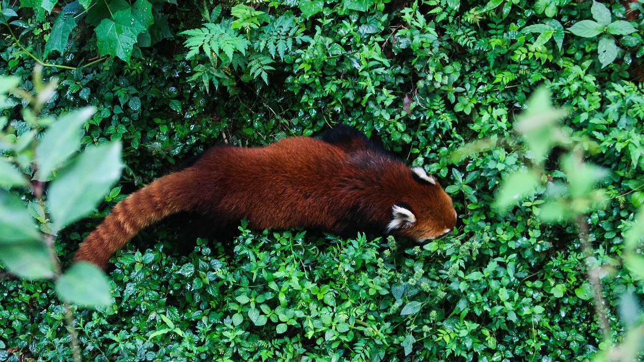 Roter Panda Säugetier - Kostenloses Foto auf Pixabay - Pixabay