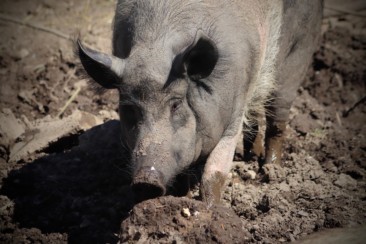 Pig Domestic Animal - Free photo on Pixabay - Pixabay