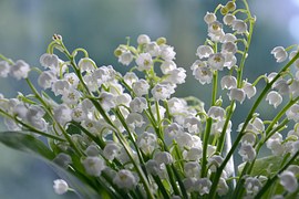 Snowdrop Lily Of The Valley Crocus - Free photo on Pixabay
