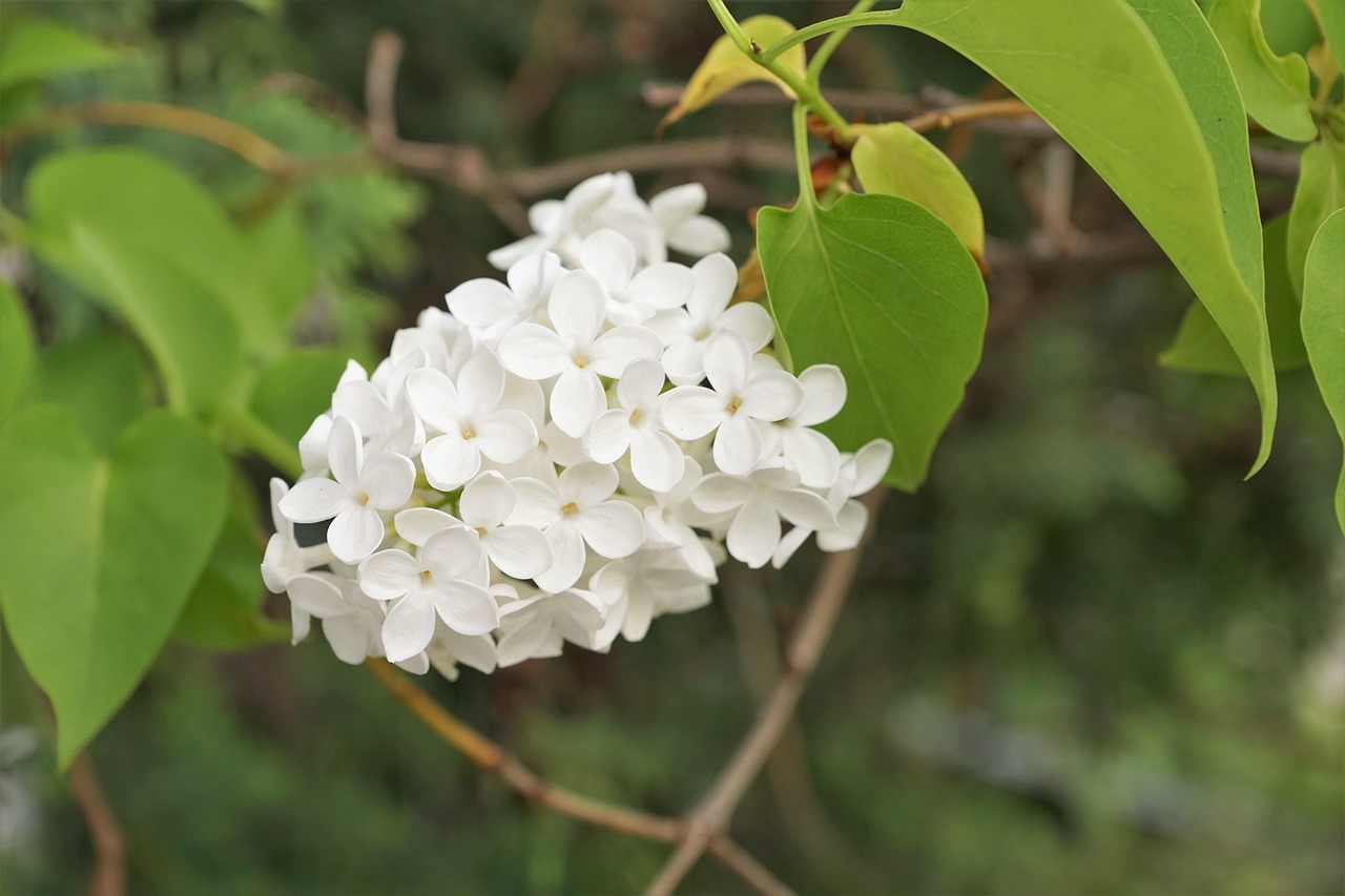 Lilas Blanche Arbre - Photo gratuite sur Pixabay - Pixabay